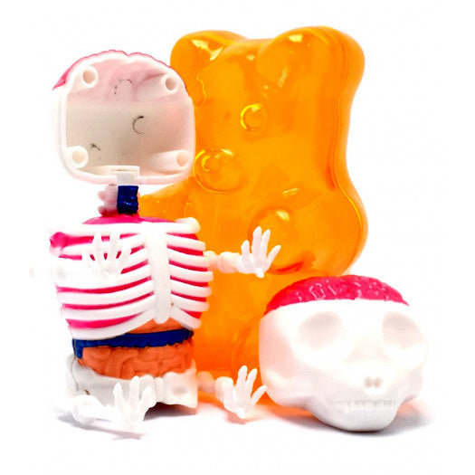 Gummi Bear Skeleton Anatomy Model Kit - Orange – Head Space